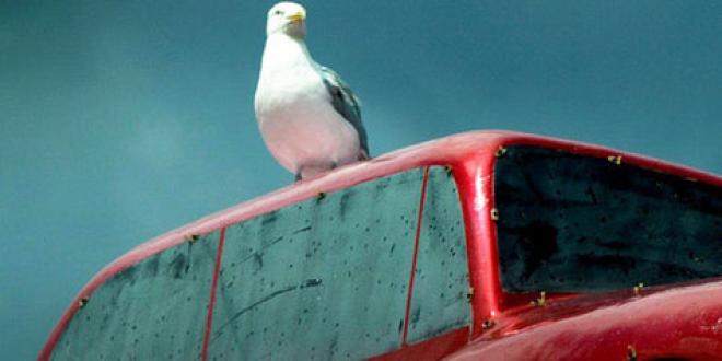 Mobil warna merah, 'Toilet' terfavorit bagi burung